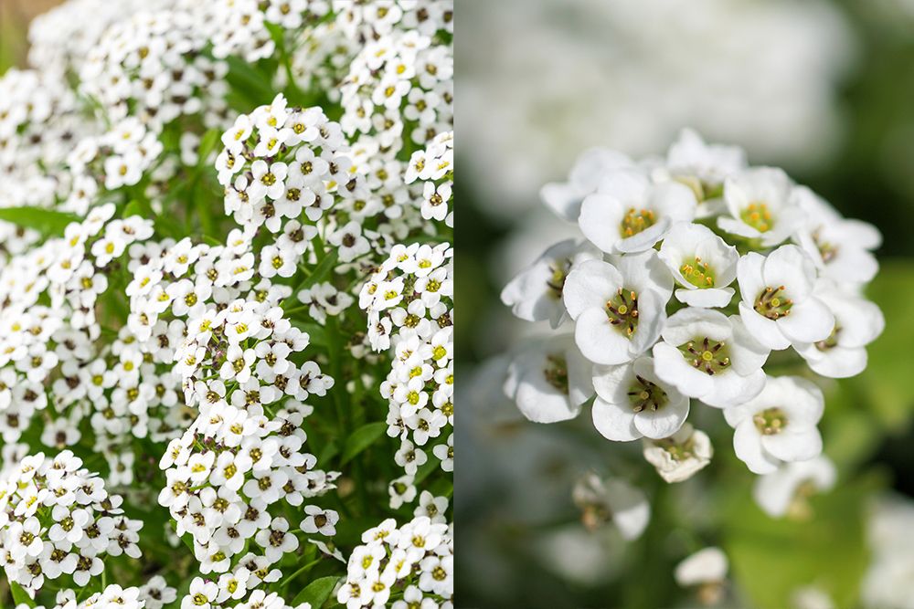 Capture perfect plant photo with phone