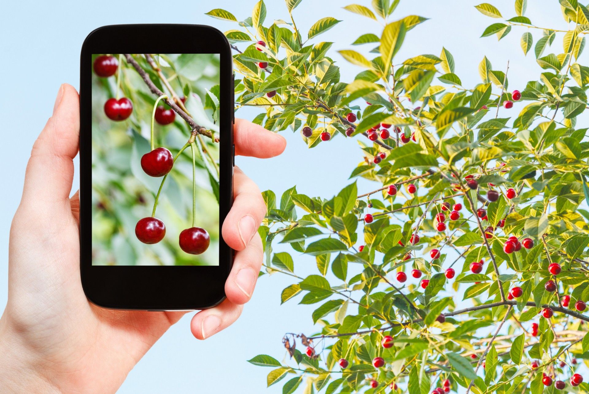 Capture perfect plant photo with phone